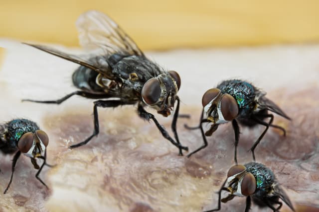 How To Get Rid of House Flies & Cluster Flies | BuzzKill